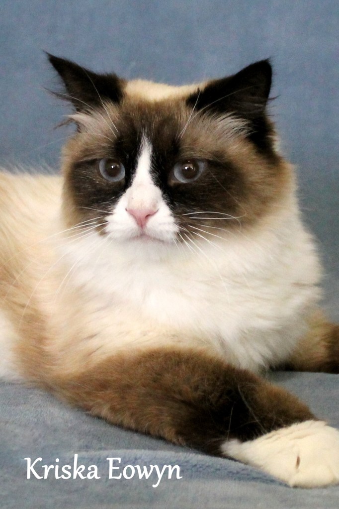 Kriska Beatrice – Kriska Siberians
