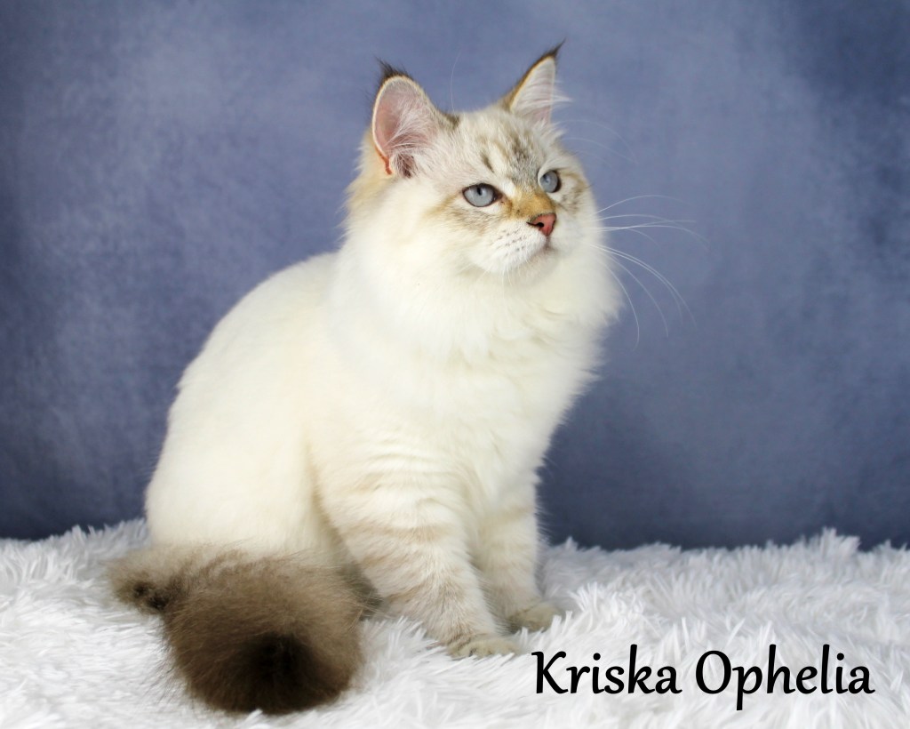 Kriska Ophelia – Kriska Siberians